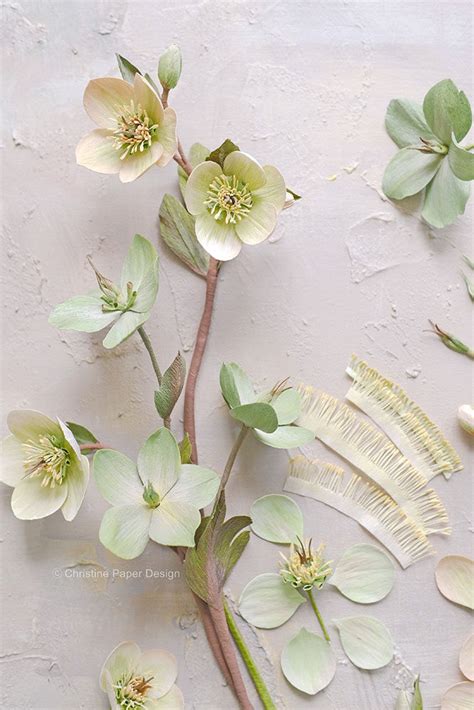 The Magic Vibes Of Sweet Hellebores Christine Paper Design