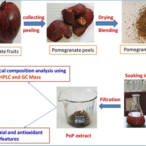 Scheme For Extract Process Of Pomegranate Peels Pop Using Methanol As Download Scientific