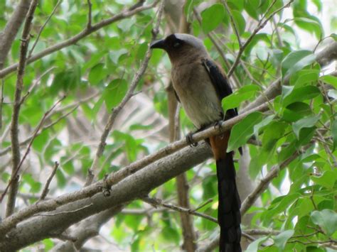 樹鵲 蟲鳴鳥叫花兒香 高雄市壽天國小自然生態環境導覽