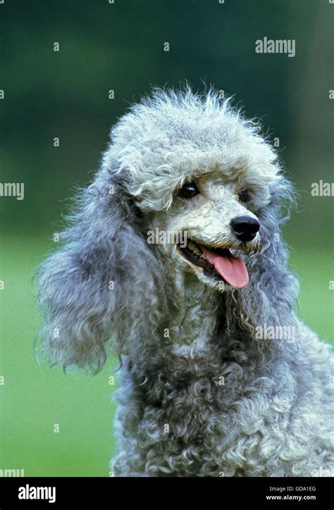 Gray Toy Poodle