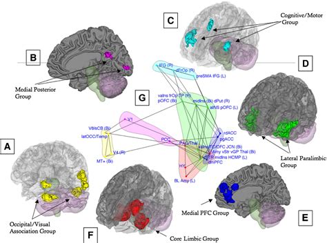 Figure 7 From Functional Grouping And Corticalsubcortical Interactions In Emotion A Meta