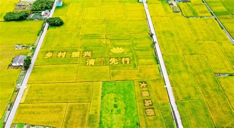 本周末瓯海马桥稻田游园会免费玩 潘桥