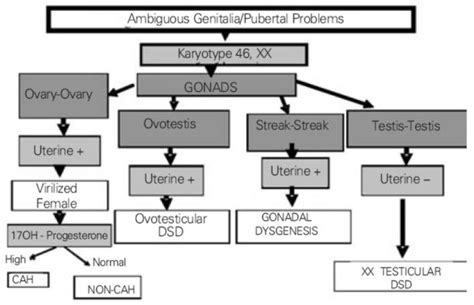 Diagnosis Algorithm Of 46 XX Testicular DSD With Ambiguous Genitalia