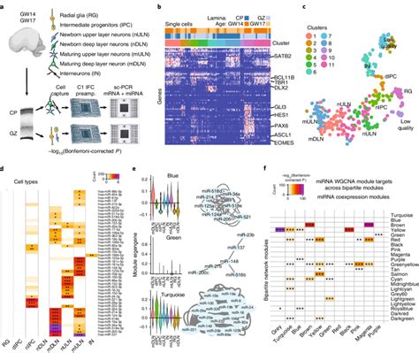 Single Cell Mirna Expression Profiling Reveals Patterns Of Cell Type