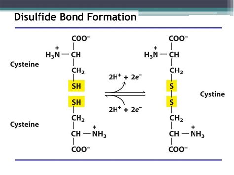 Proteins Function And Structure Ppt Download