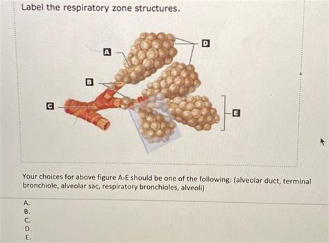 Solved Label The Respiratory Zone Structures D A B E Your