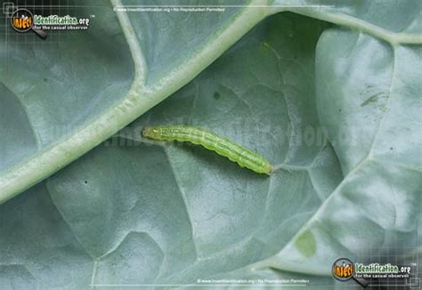 Cabbage Looper Moth
