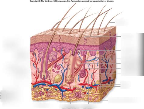 Anatomy And Physiology Integumentary System Diagram Diagram Quizlet