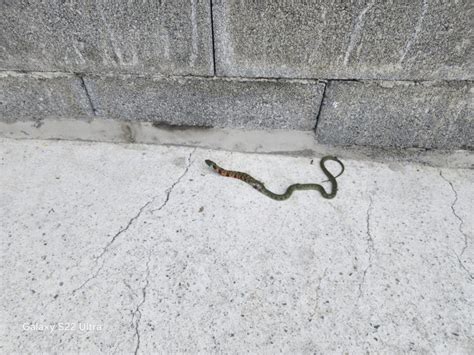 독이 있는 뱀 인가요 지식in