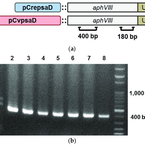The Composition Of Bolds Basal Medium Download Table