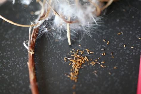 The Art Of Collecting Fireweed Seeds Collection And Storage