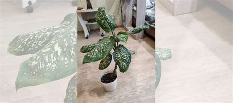 Дифенбахия купить в Вологде Товары для дома и дачи Авито