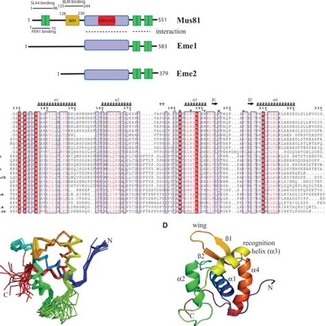 Replication Fork Reversal Model And Schematic Representation Of The Download Scientific Diagram