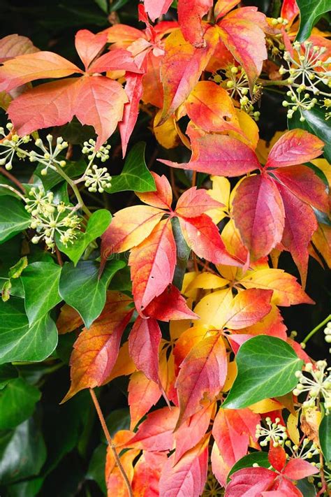 Fence Covered In Red Ivy Autumn Leaves Fall Season October Red