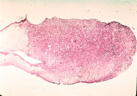 Practical 1 202 Histology Flashcards Quizlet