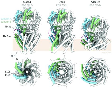 Structures Of Distinct Functional States Of Mscs Three Different