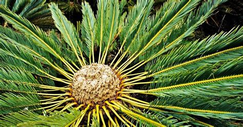 Cycads Not Around When Dinosaurs Roamed Australian Geographic