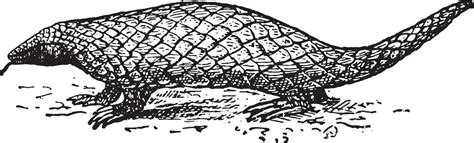 Pangolin Or Scaly Anteater Vintage Engraving 35466945 Vector Art At