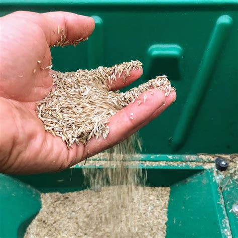 Buying The Best Grass Seed To Grow In Maryland Lawns