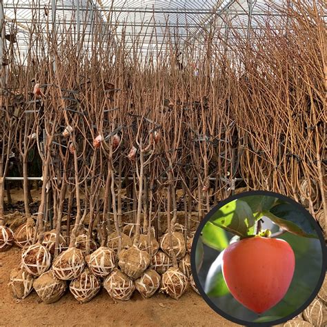 트리맘 감나무 묘목 왕대봉 R2 2년생 R3 3년생 R3 4년생 분묘 정원수 유실수묘목