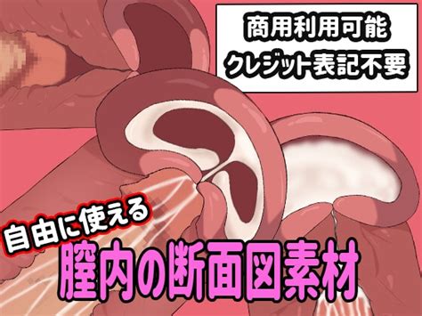 【自由に使える素材】膣内の断面図素材 ストロンスタジオ Dlsite 同人 R18