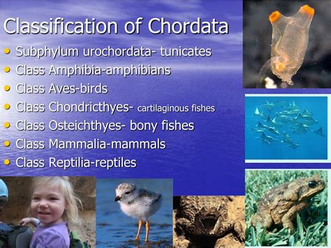 Ppt Phylum Chordata Powerpoint Presentation Free Download Id5338354