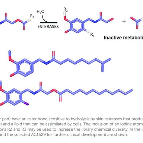 Trpv1 Structure A Side And Upper Views Of Tetrameric Arrangement Of Download Scientific