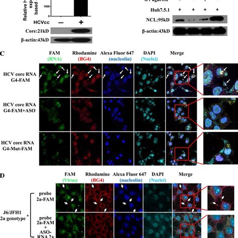 The Effects Of G4 Ligands On The Colocalization Of Ncl And Hcv Core Rna Download Scientific