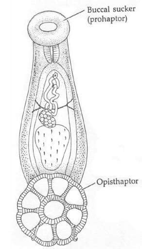 Monogenea ~ Everything You Need To Know With Photos Videos