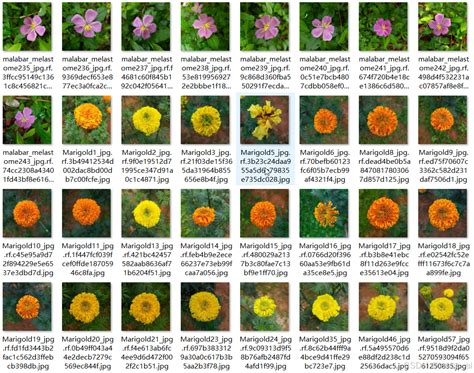 基于yolov10的花卉识别检测，支持图像、视频和摄像实时检测【pytorch框架、python】opencv Yolov10 花屏检测