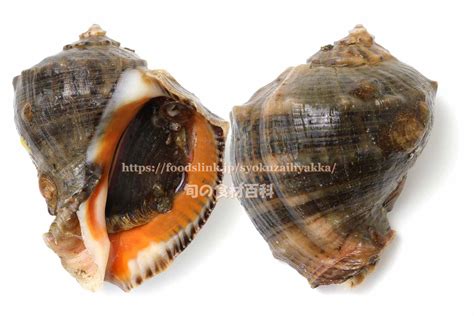 アカニシにし貝旬の魚介百科