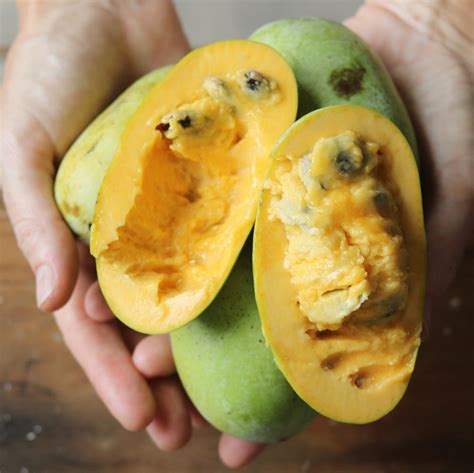 American Pawpaw Live Plants Asimina Triloba Veliyathgardens