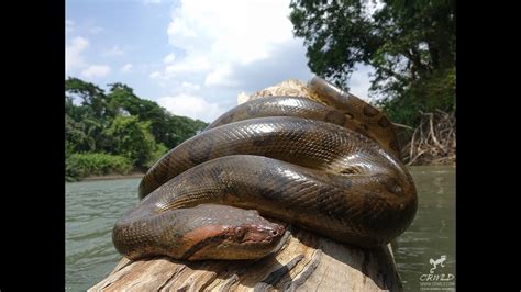 Floats Anaconda At Cody Osborne Blog