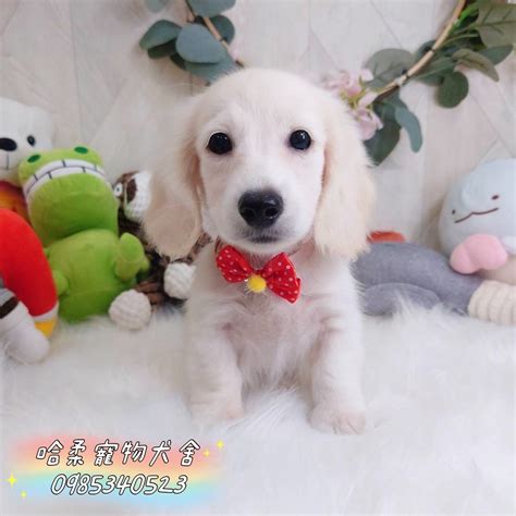 哈柔寵物犬舍／奶油長毛臘腸 小白故事 幼犬貓買賣知識分享 合法寵物店