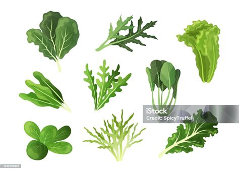 샐러드 잎 유기농 채소의 신선한 시금치와 케일 엔디에이블 또는 양상추 단풍을 만화 녹색 미즈나 로메인 소렐의 건강한 음식 컬렉션
