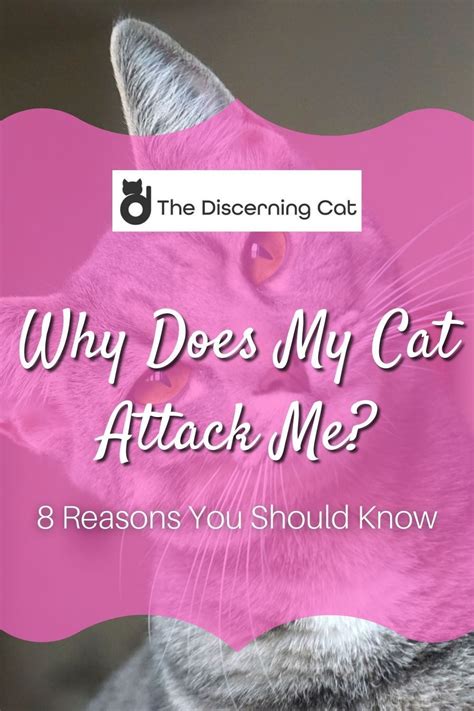 Why Does My Cat Rub Her Face On Everything 8 Reasons Why Artofit