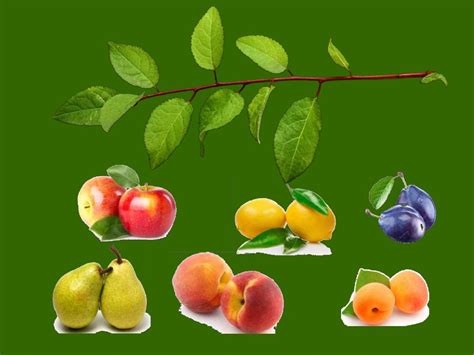 Изучаем фрукты презентация онлайн