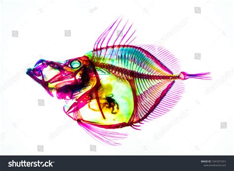 2 Zenopsis Nebulosa 스톡 사진 이미지 및 사진 Shutterstock
