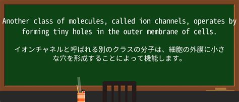 【英単語】outer Membraneを徹底解説！意味、使い方、例文、読み方