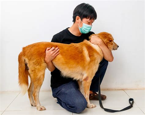 Handling For Injection Learn Wvs Academy