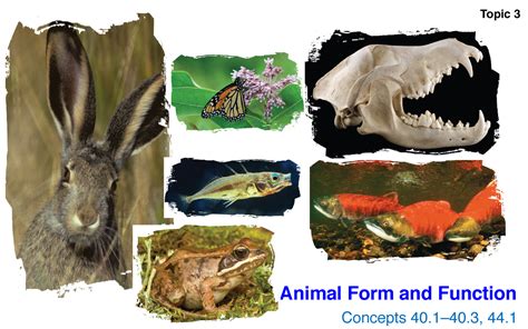 Biol 1030 Topic 3 This Course Is Bio1030 Lectures And Lab Assignment One It Is Include All