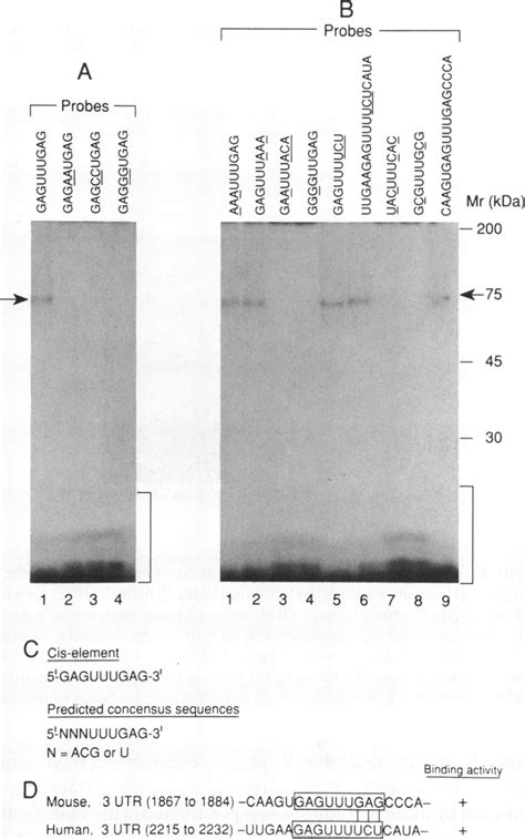 Uv Cross Linking Analyses Of Normal And Mutant Cis Element Probes Rna