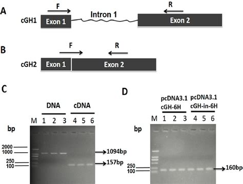 Figure 1 From Negative Glucocorticoid Response Like Element From The First Intron Of The Chicken