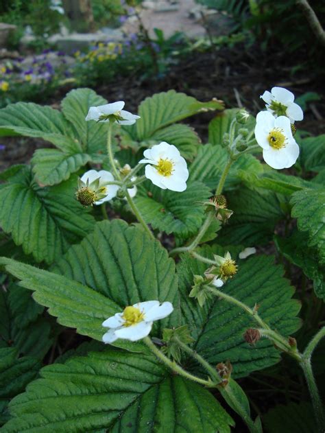 Zimt Erdbeere Fragaria Moschata Beschreibung Steckbrief Systematik