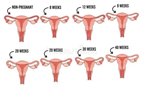 Stages Of Uterus In Pregnancy Pregnancy Stages By Month Fetal