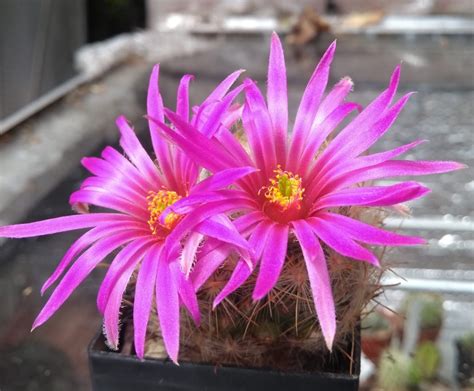 Cochemiea The Mammillaria Society Cochemiea