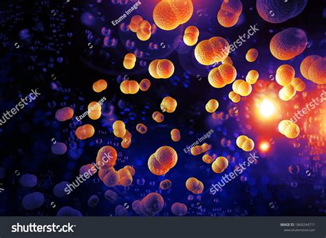 Microscope Close Meningitis Bacteria Known Meningococcus Stock