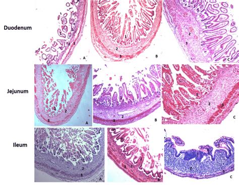 Hande Stained Section 10x Of Duodenum Jejunum And Ileum During All Download Scientific Diagram