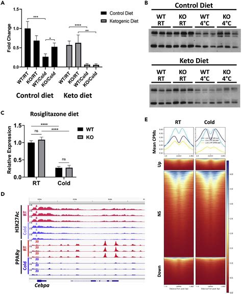 pparγ and c ebpα response to acute cold stress in brown adipose tissue