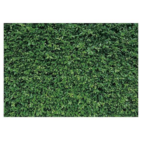 Badu Bg Фонове за фотографски фон Зелени листа Фон за снимки Стена Фотостудио Подпори Снимка